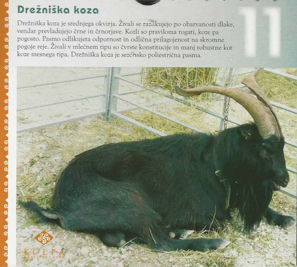 Drežniška koza (Capra aegagrus hircus) - Krajinski park Kolpa
