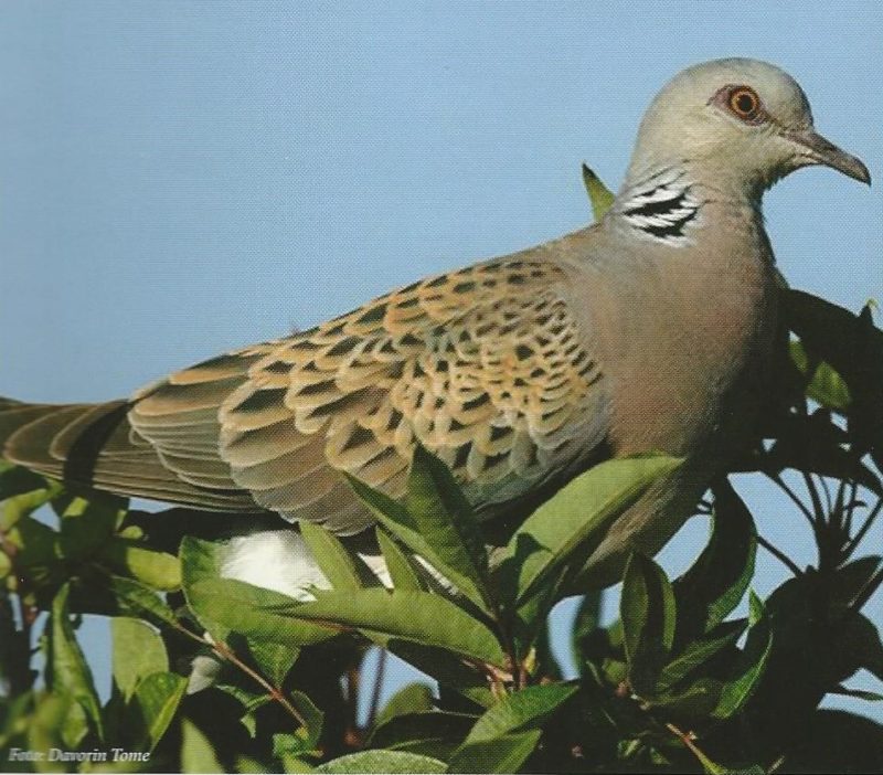 Divja grlica (Streptopelia tortur) - Krajinski park Kolpa