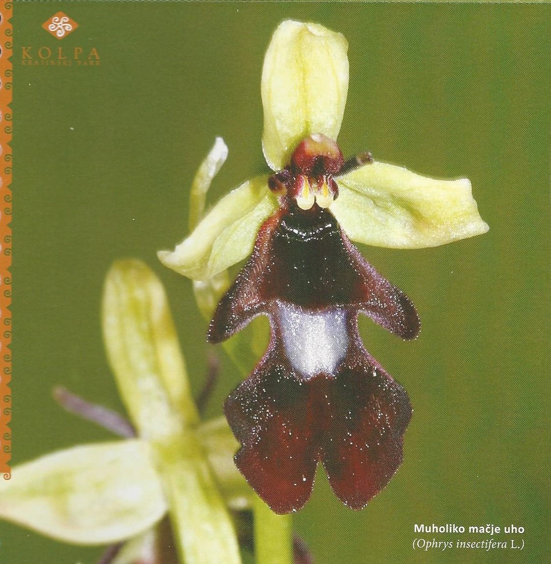 Muholiko mačje uho (Ophrys insectifera L.) - Krajinski park Kolpa