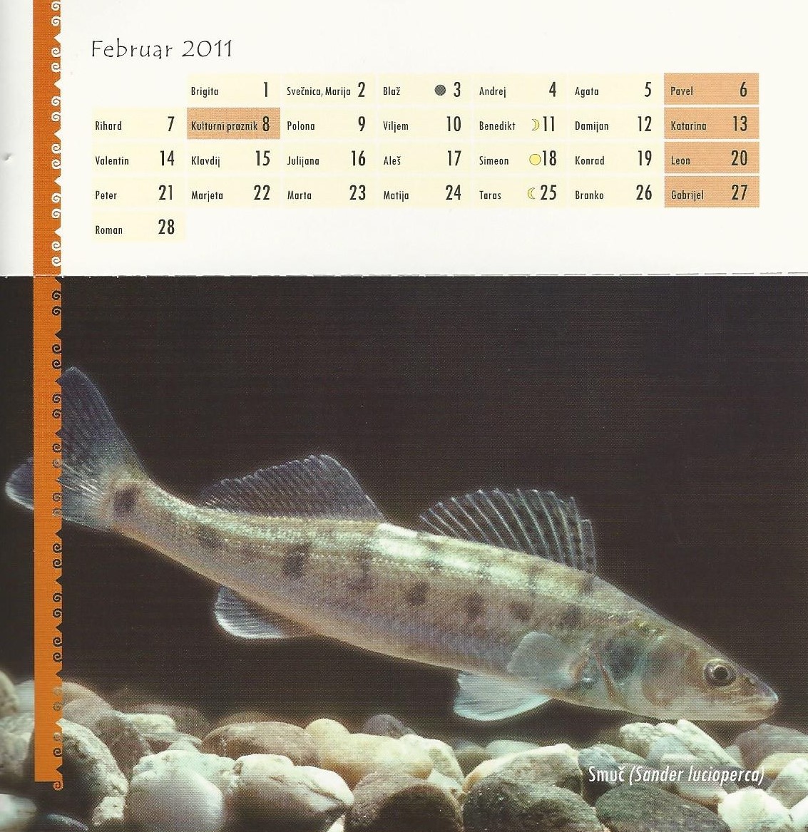 Smuč (Sander lucioperca) - Krajinski park Kolpa